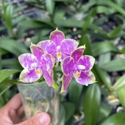 花农杰哥原生种珍奇类蝴蝶兰 直播用莎賓娜’742‘