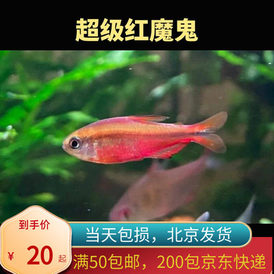超级红魔鬼灯鱼超级黄魔鬼灯天青血红缎带高端缸小型热带灯鱼北京