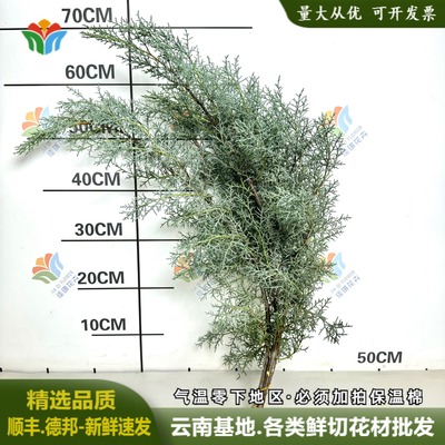 文竹鲜切枝条中式花材