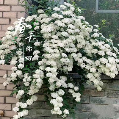 菱叶绣线菊八重小手球喷雪