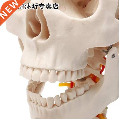 1:1 Life Size Human Skull Anatomical Anatomy Skull Model Cer