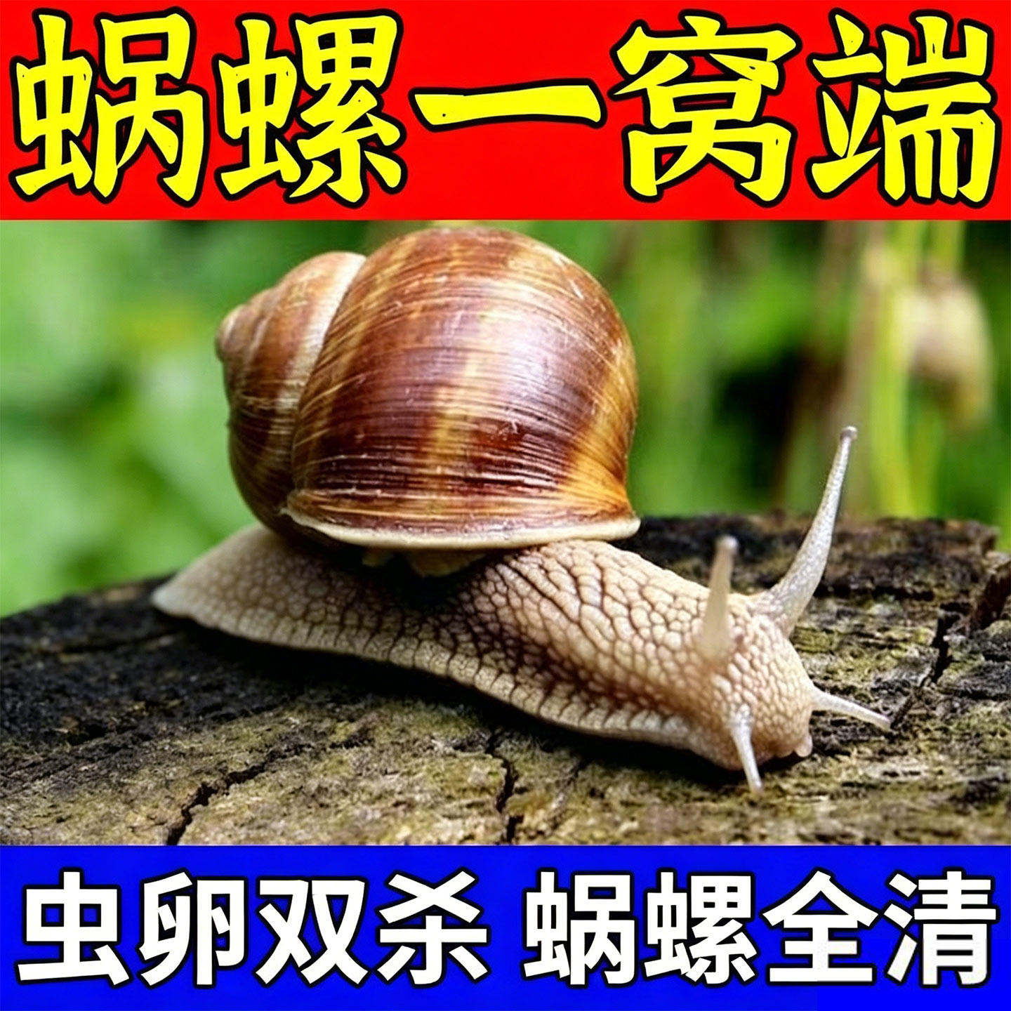 非洲大蜗牛药菜地公园小区东风螺鼻涕虫福寿螺药杀虫剂灭螺剂特效