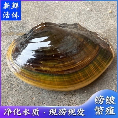 河蚌特大圆顶鲜活体可食用观赏宠物净化水质大河巴壳子贝鳑鲏繁殖