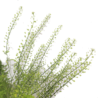 云南鲜花束搭配叶鲜切喷泉草绿铃草翠珠荷花水养插花装饰观赏简约