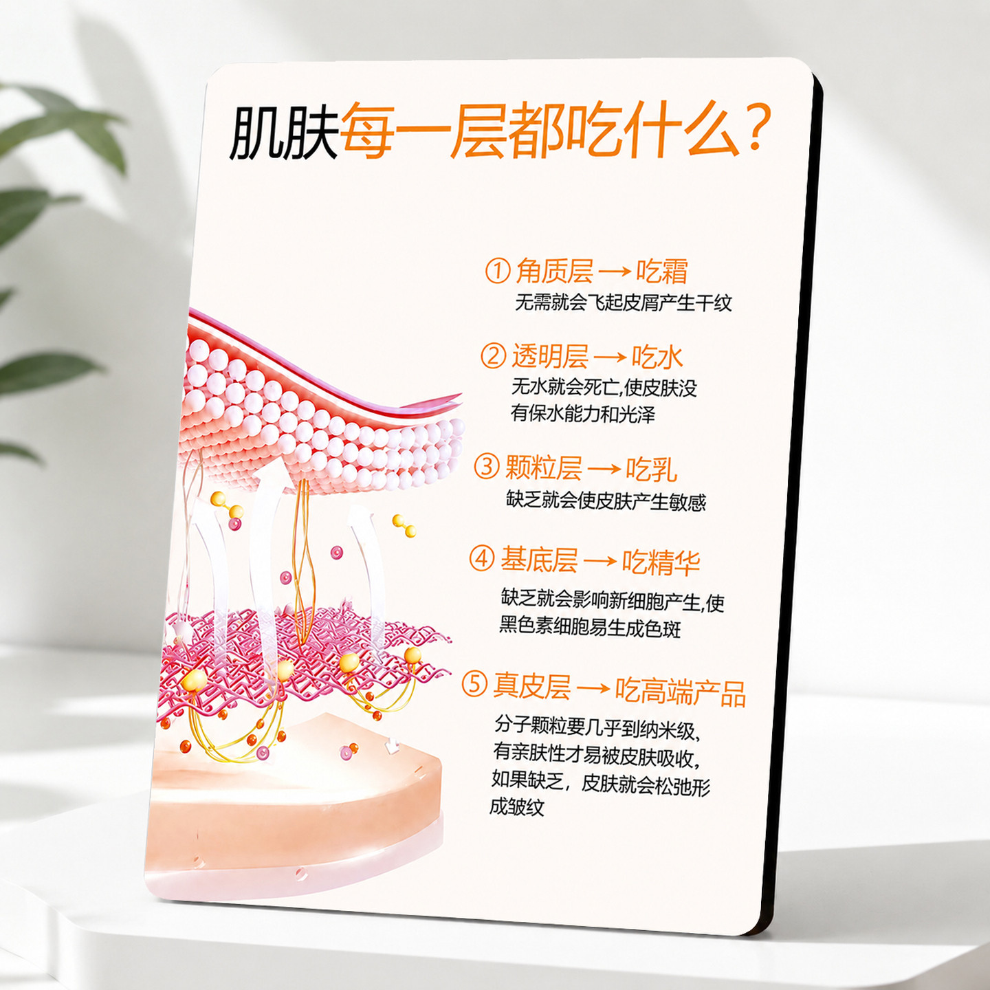 美容院皮肤知识展示摆件肌肤分层护理提示牌美容店前台装饰摆台