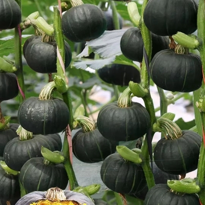 黑贝贝迷你小南瓜种子代杂交板栗味窝瓜蔬菜种子四季盆栽观赏食用