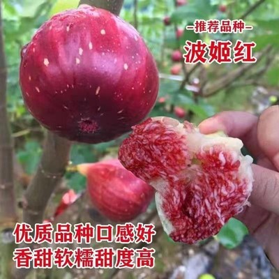 无花果树苗新品种波姬红阳台庭院南方北方四季种植当年结果苗