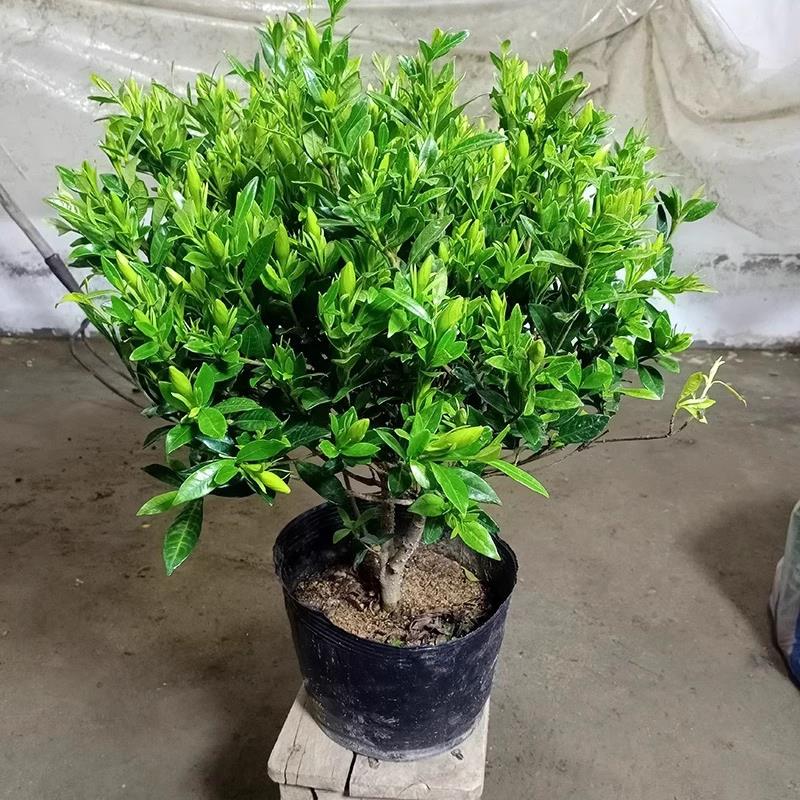 小叶独杆栀子花盆栽重瓣室内外栀子花苗花卉植物绿植浓香型带花苞