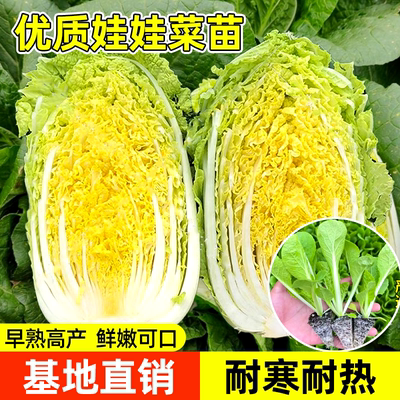 四季娃娃菜秧苗大白菜带土蔬菜苗