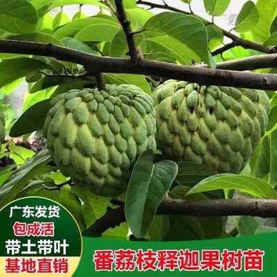 释迦果苗释迦树苗带土庭院落叶
