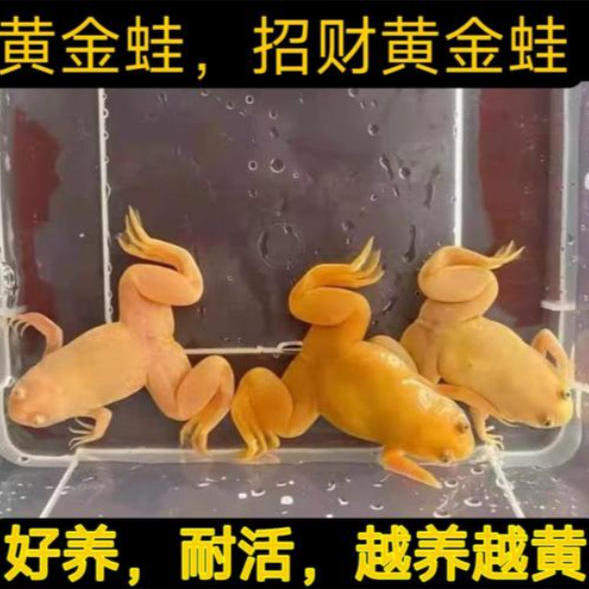 黄金蛙招财蛙易活青蛙活体宠物金蛙招财蛙好养淡水耐寒无需陆地