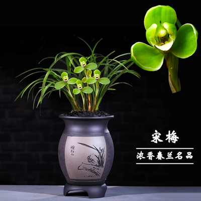 春兰宋梅兰花带花苞浓香型老种