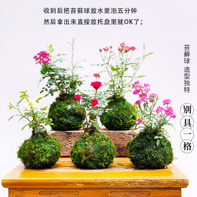 带花苞超微月季四季开花迷你苔藓