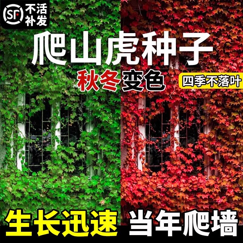 爬山虎种籽五叶地锦葛藤种子爬藤攀爬庭院墙面四季青绿化花卉花籽