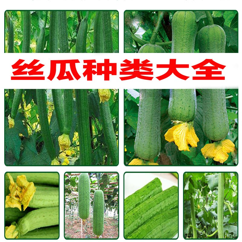 肉丝瓜种子速生特长特嫩苹果丝瓜苗种籽四季特大早熟盆栽蔬菜种孑