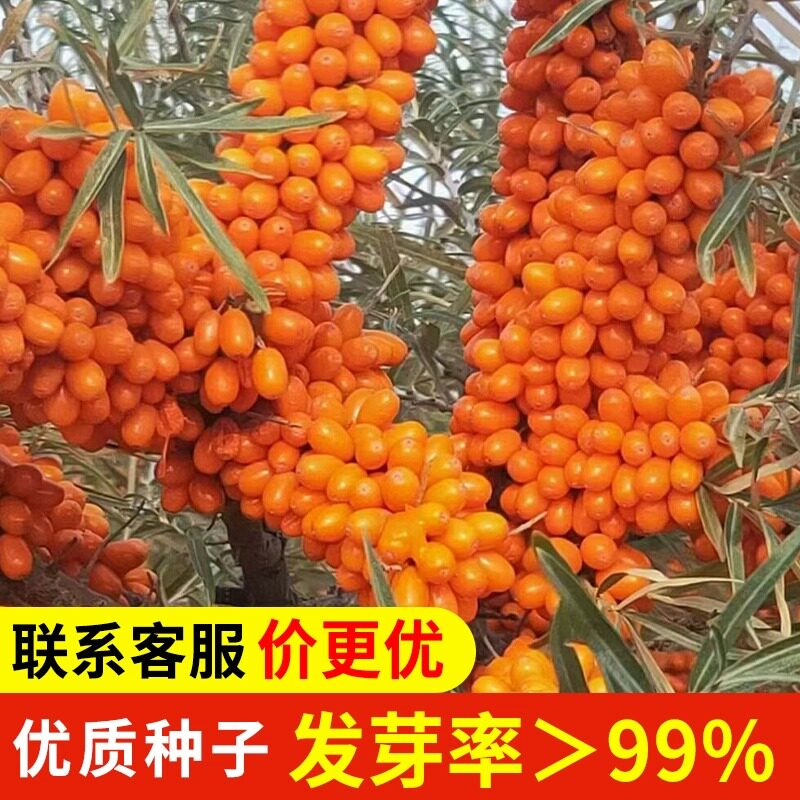 大果沙棘种子大果深秋红沙枣树种籽四季护坡固土药材灌木水果种孑