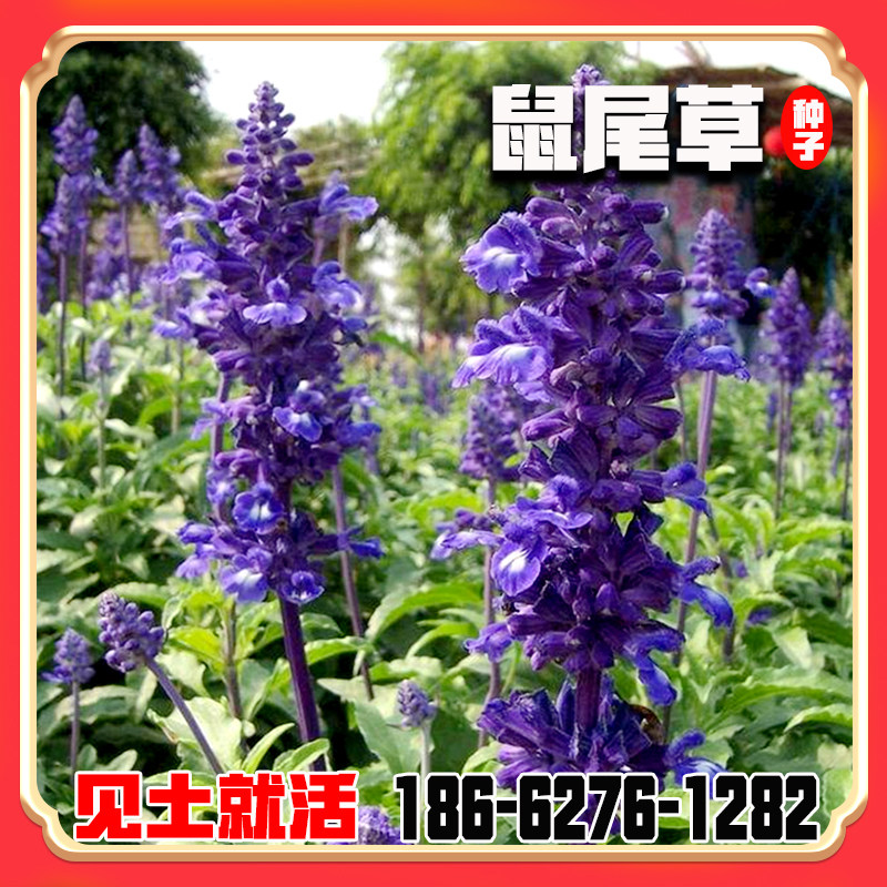 蓝花鼠尾草种子四季种紫花易活多年生宿根花卉庭院阳台盆栽花种籽