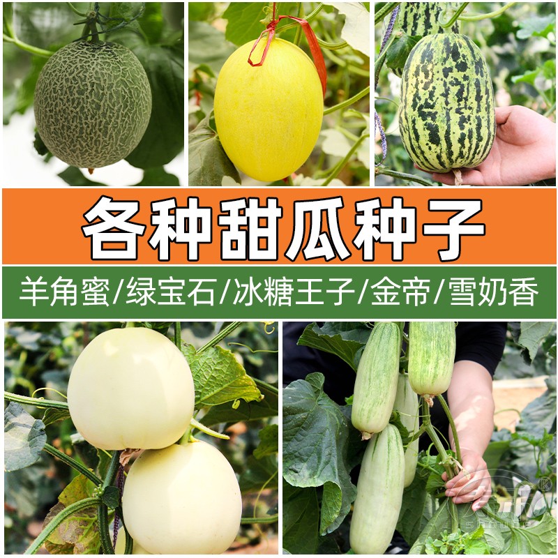 甜瓜种子绿宝石甜宝哈密瓜冰糖水果羊角蜜酥香瓜四季蔬菜种籽大全
