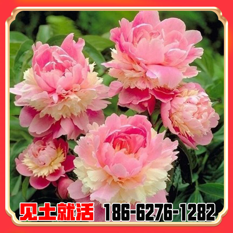 牡丹花种籽洛阳芍药花富贵花种子盆栽室内庭院多年生四季阳台花籽