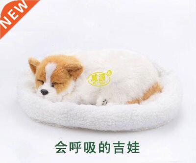 Chhuahua CHH Chellohuahua pampered pet mate breathng dog