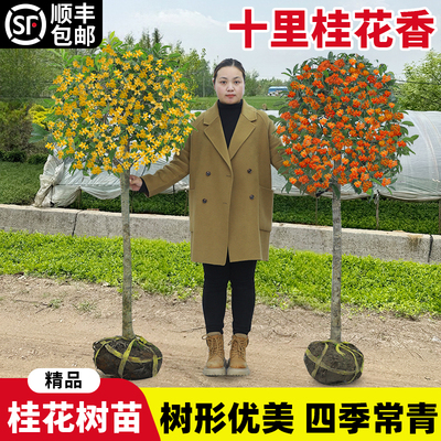 桂花树苗大树八月桂金桂四季桂庭院别墅南方北方种植耐寒浓香花卉