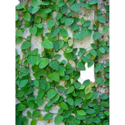 薜荔植物 青叶薛荔 霹雳植物薛荔盆栽爬藤四季户外墙体绿植爬墙