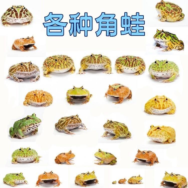 角蛙活体黄金角蛙绿角蛙爬宠爬虫草莓宇治小丑蛙观赏蛙宠物