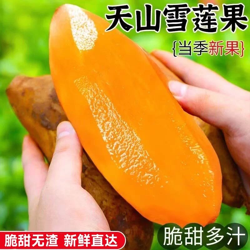 现挖天山雪莲果黄心特级大果脆甜多汁坏果秒退新鲜包邮发货