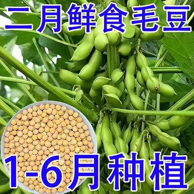 早熟毛豆种子青豆种子非转基因四季高产抗病耐寒大豆种蔬菜种子