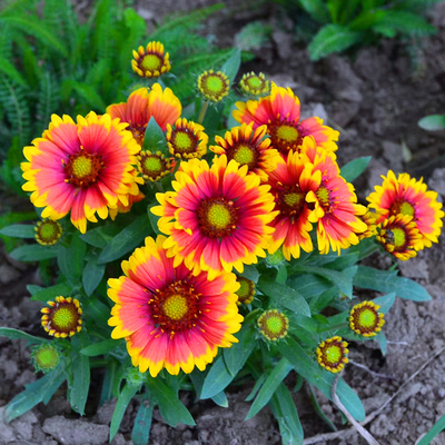 种一次年开花庭院室外多生