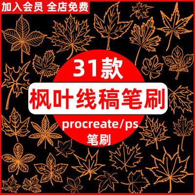 植物叶子枫叶树叶落叶线稿辅助线装饰插画素材procreate/ps笔刷