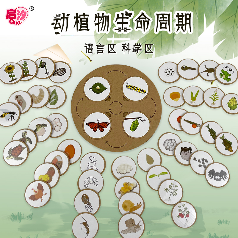 幼儿园环创材料手工制作科学区区域大班益智区投放环境创设区角di