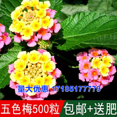 五色梅种子混色花五雷丹五色