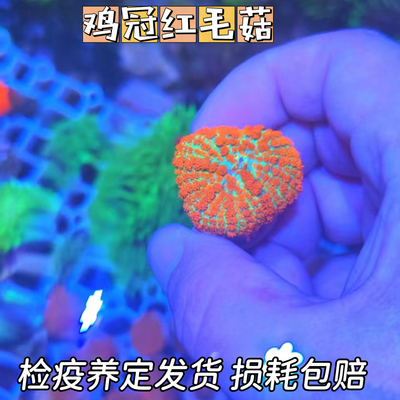 鸡冠红毛菇活体珊瑚海缸造景珊瑚海葵海草观赏海水小丑鱼尼莫