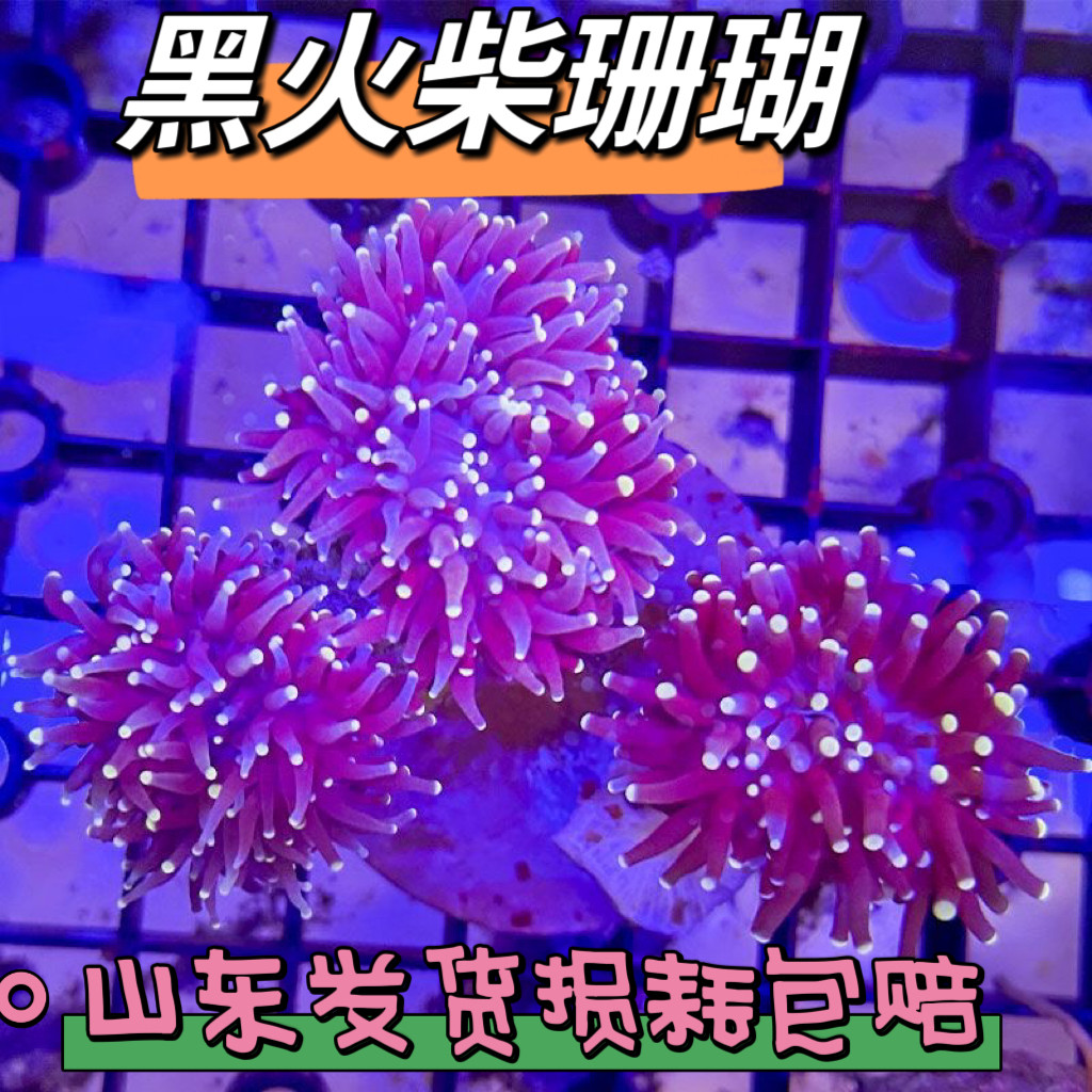 火柴头珊瑚黑火柴软体LPS海缸生物海葵活体观赏