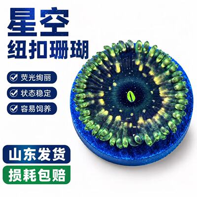 星空大种纽扣炫彩纽扣lps活体海缸纽扣珊瑚入门珊瑚海葵观赏造景