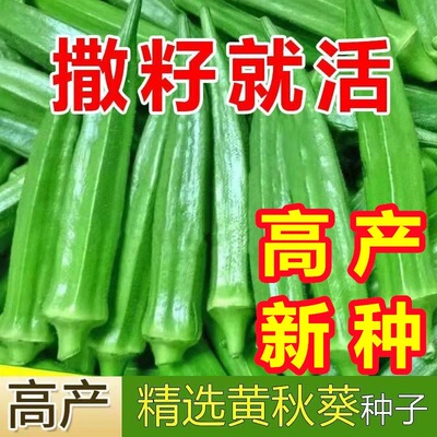 正宗黄秋葵种孑新鲜蔬菜水果奶油红秋葵四季播南洋不易老秋葵种籽
