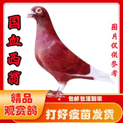 【国血西翁信鸽】种鸽血统鸽子活