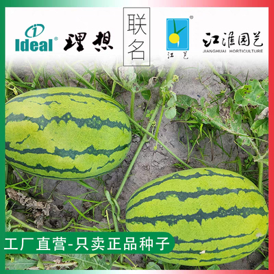 江淮园艺特大巨型西瓜种子早熟超甜王椭圆大果西瓜种籽春季种