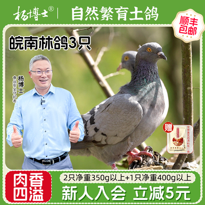 杨博士安徽顺丰包邮3只鸽子