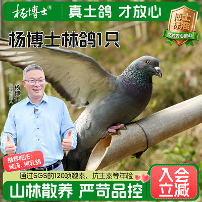 杨博士皖南山林散养鸽子1只正宗生鲜乳鸽孕妇新鲜土鸽子食材