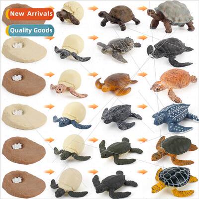 Animal Turtle Turtle Growth Cycle Turtle fe Transmation Proc