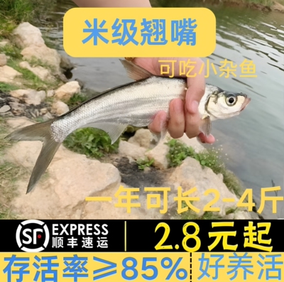 四川翘嘴鱼苗路亚鱼白刁鱼苗淡水鱼苗养殖大翘壳活体养殖食用特大