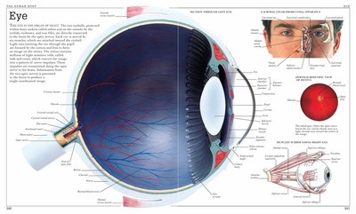 Vintage Human Anatomy Encyclopedia Poster Eye Classic Canva