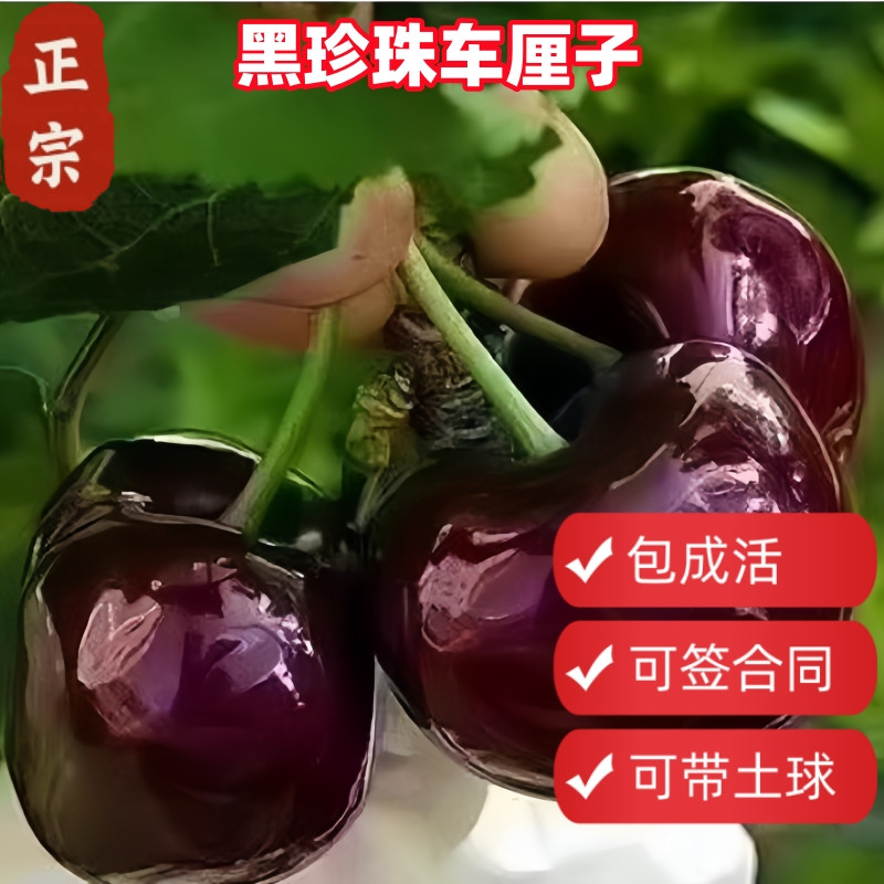 正宗黑珍珠大樱桃车厘子树苗特大水果树果苗盆栽大全南北方种植