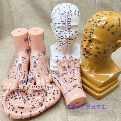 20cm足模+21cm头模+17cm手模13cm耳模套餐手足耳头反射区穴位模型