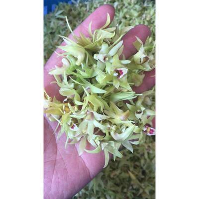 铁皮石斛鲜新鲜CVQ石斛花州枫斗鲜花酒店供货浙花温发货当天现采