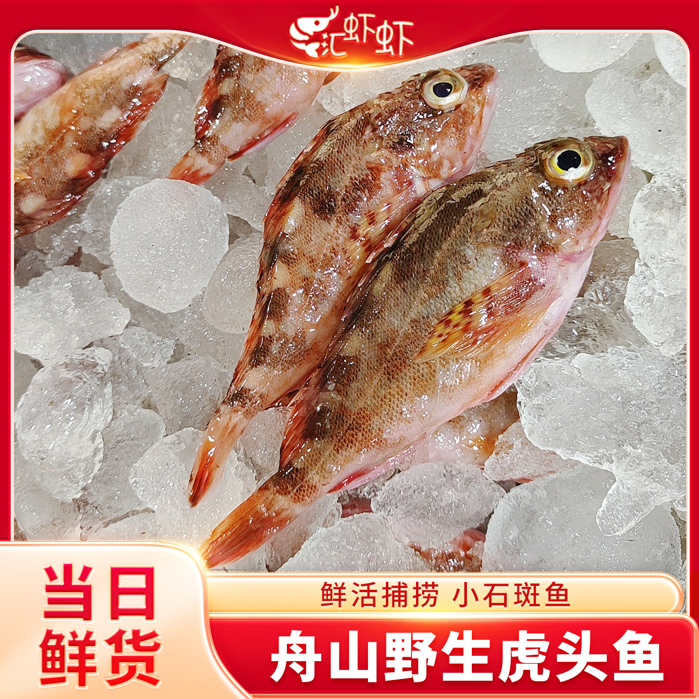 虎头鱼海捕石九公鱼老虎鱼虎头斑鱼红石斑鱼鲜活冷冻海鲜水产顺丰
