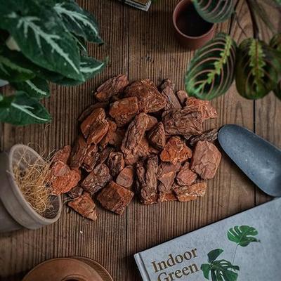 植物私生活  松磷松鳞椰丝陶粒园艺绿植多肉花盆铺面装饰