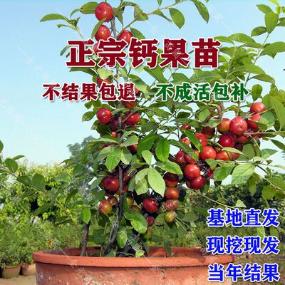 钙果苗 中华高钙果树苗包邮 欧李苗阳台盆栽庭院地栽当年结果特大